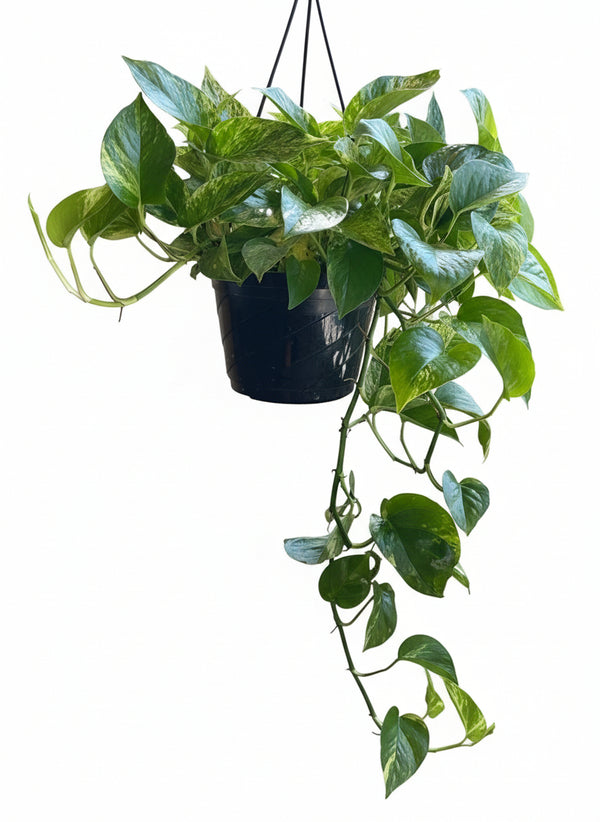 Pothos Hanging Plant – Boston Flower Co.