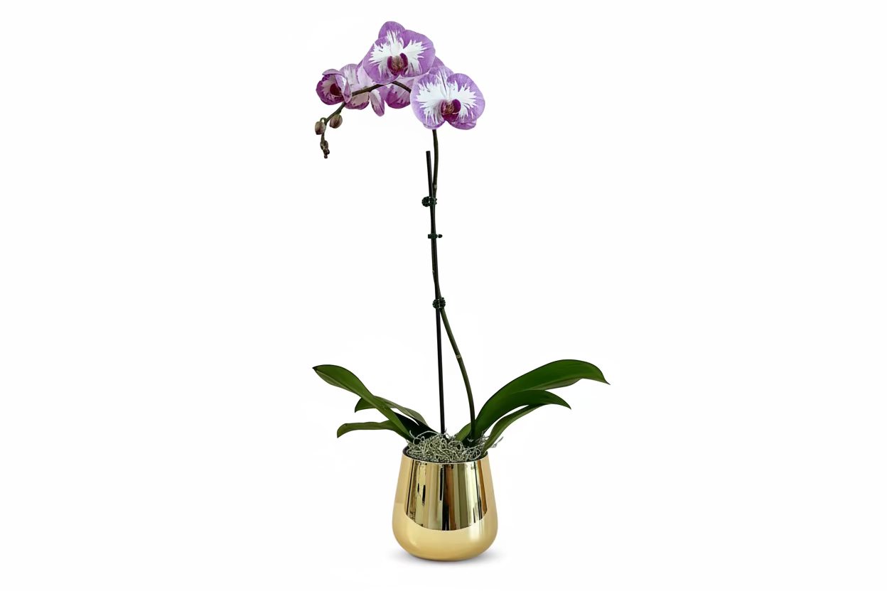 Orchid plant- Mixed Purple & White (single stem) – Boston Flower Co.
